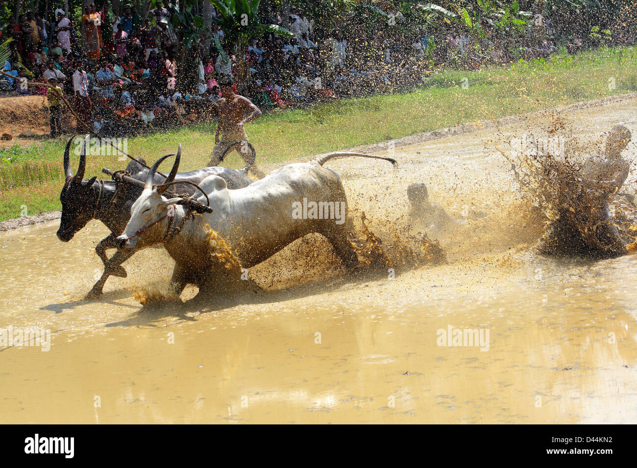 Bull race kerala hi-res stock photography and images - Alamy