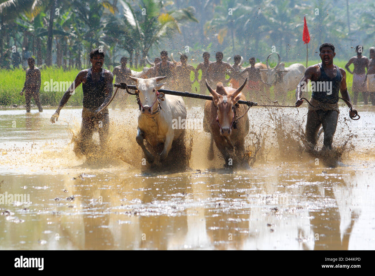 Kerala maramadi hi-res stock photography and images - Alamy