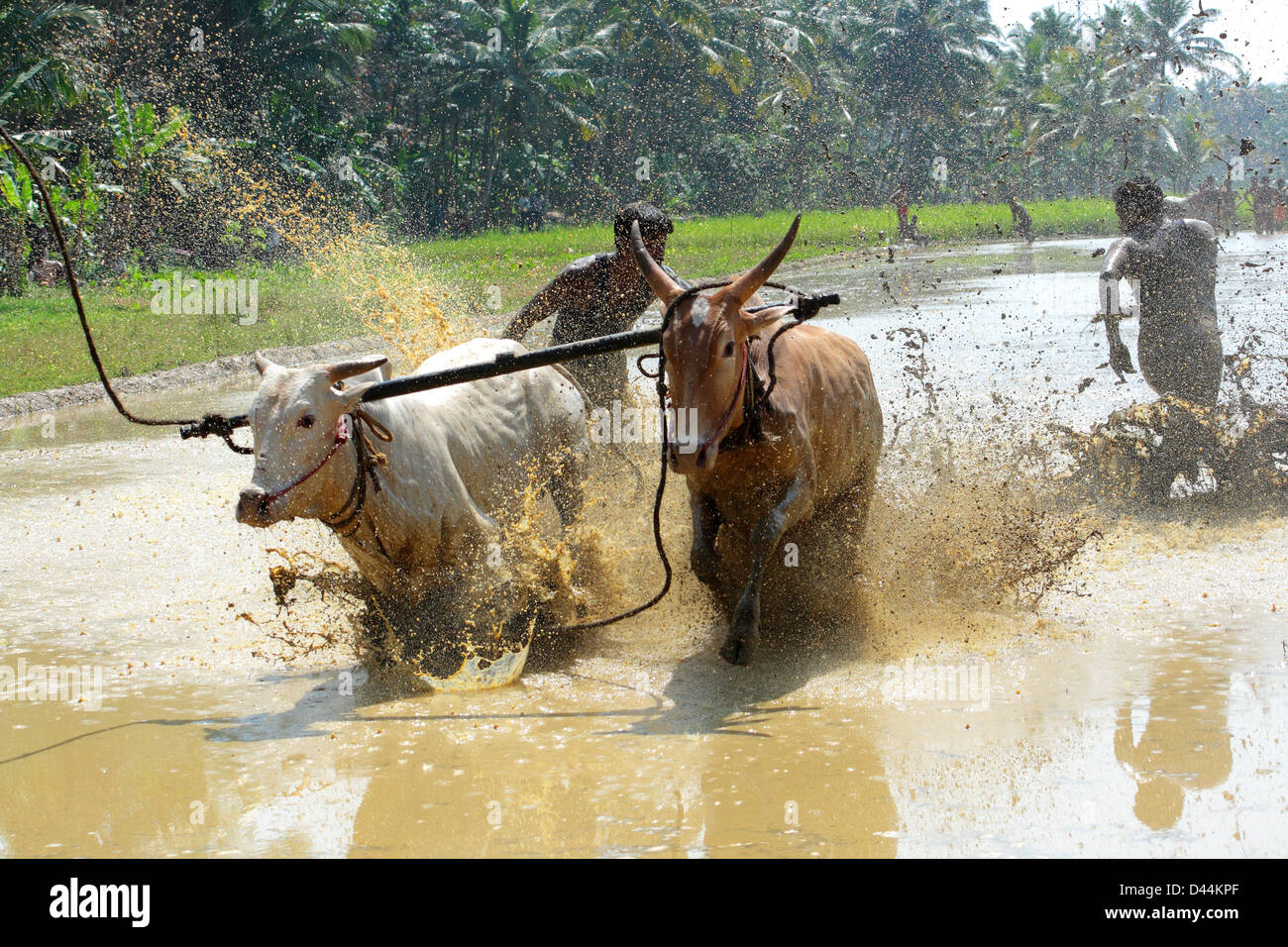 Maramadi, ox race or Bull Surfing in Kerala, India Stock Photo - Alamy