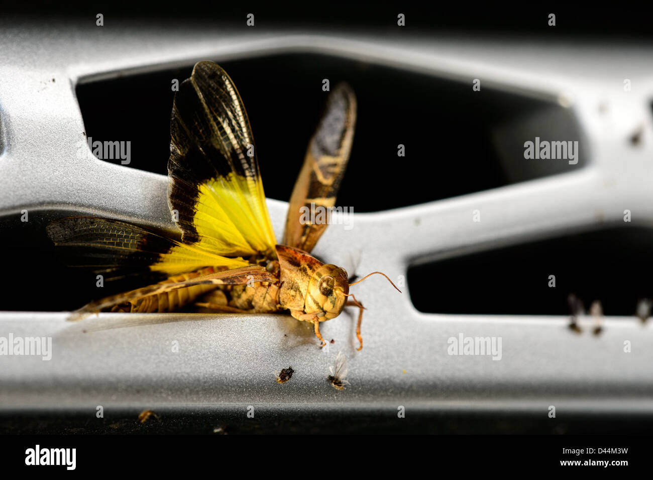 Flying Locust High Resolution Stock Photography and Images - Alamy