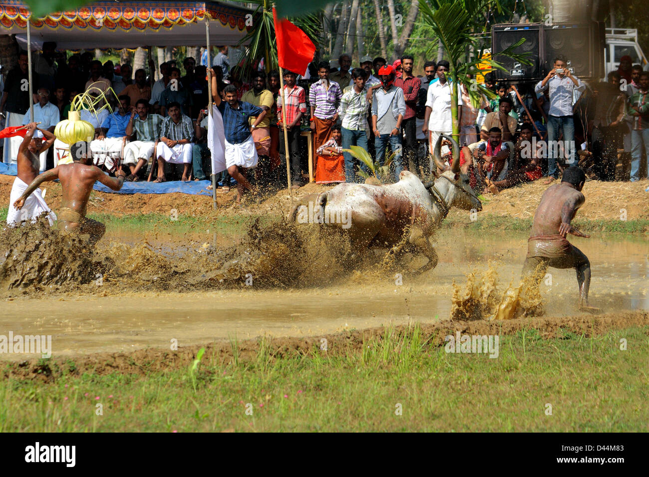 Maramadi, ox race or Bull Surfing in Kerala, India Stock Photo - Alamy