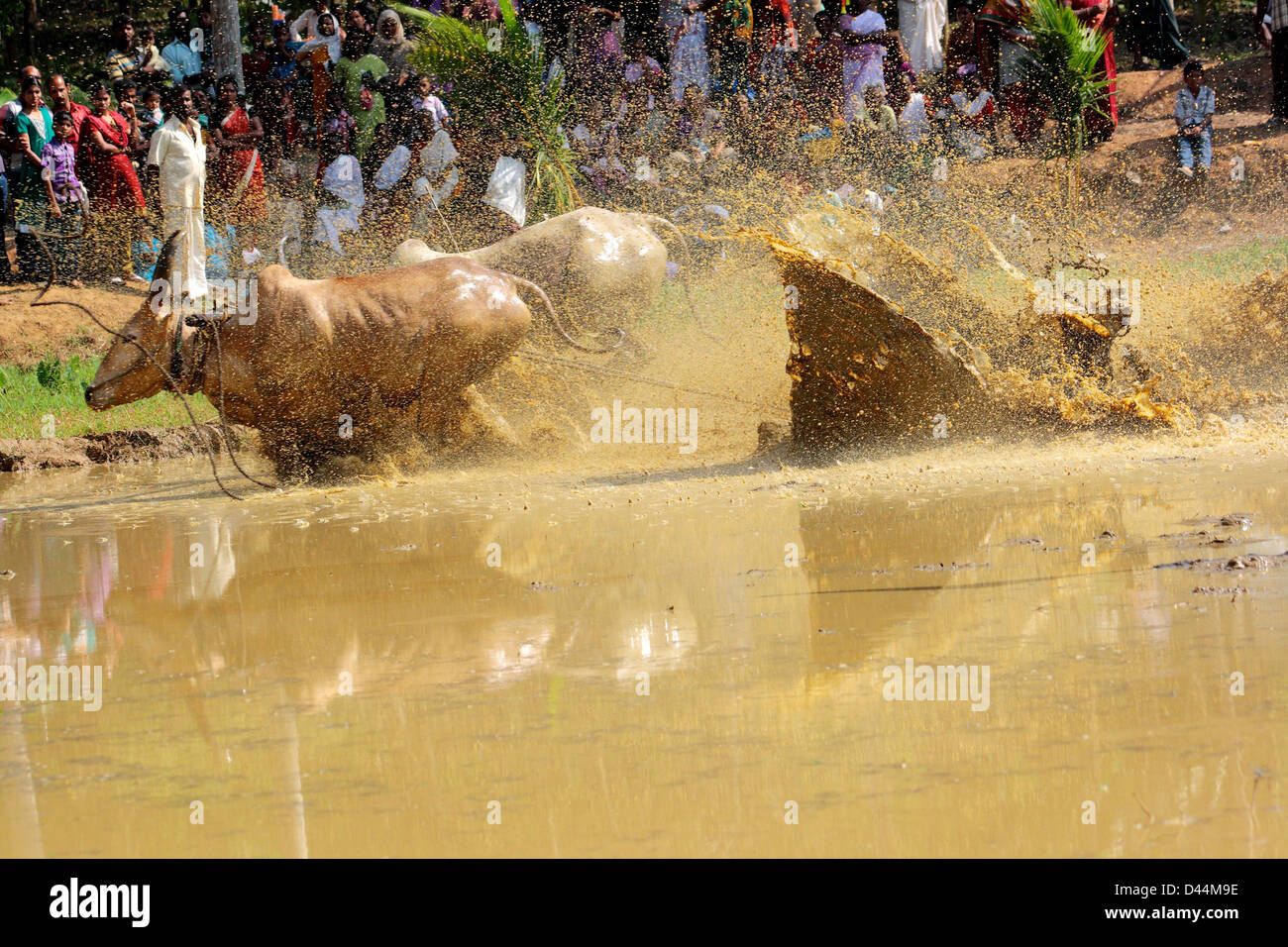 Maramadi, ox race or Bull Surfing in Kerala, India Stock Photo - Alamy