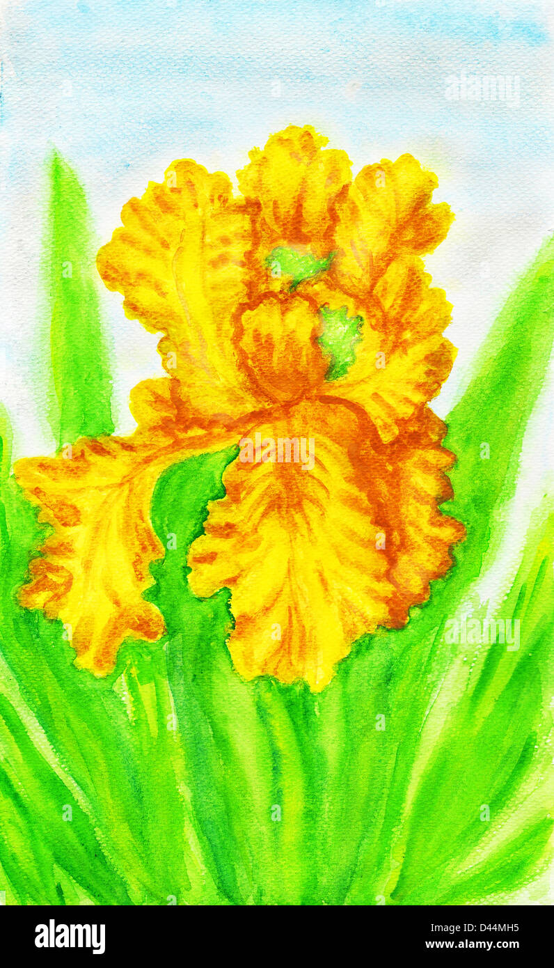 Yellow iris, hand painted picture, watercolours Stock Photo - Alamy