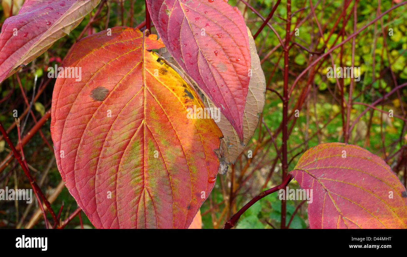 Cornus Cultivar, autumn colour Stock Photo - Alamy