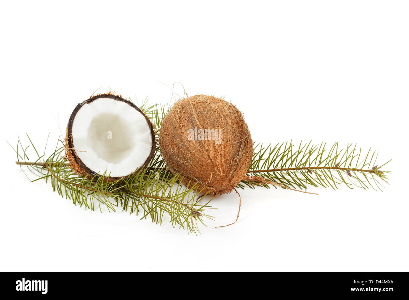 Coconut on white background with pine twig Stock Photo - Alamy