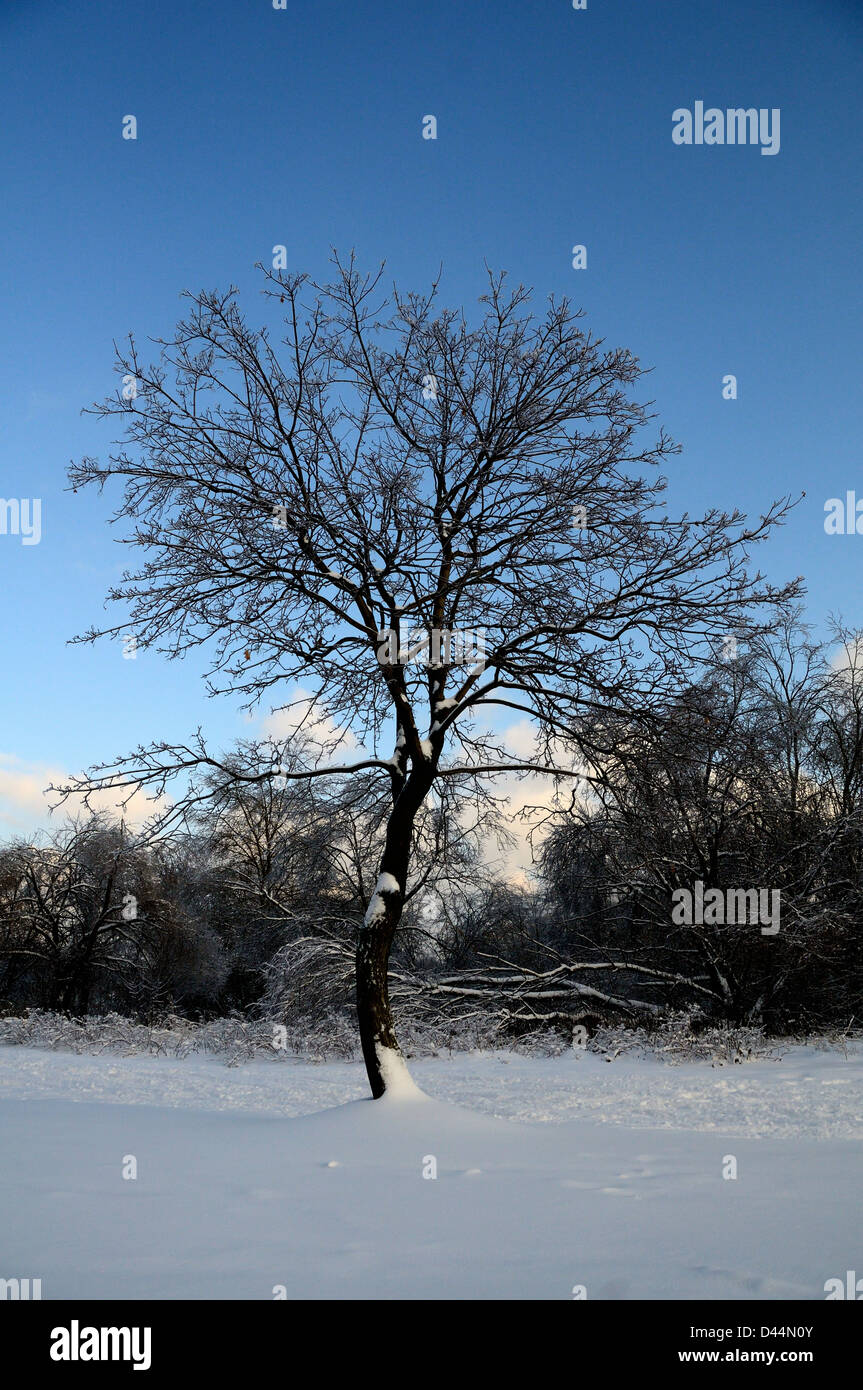 Frosted tree hi-res stock photography and images - Alamy