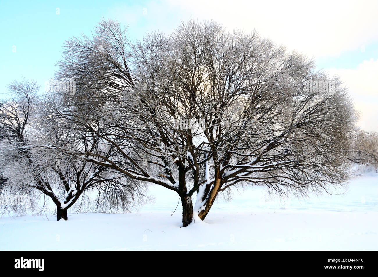 Frosted tree hi-res stock photography and images - Alamy