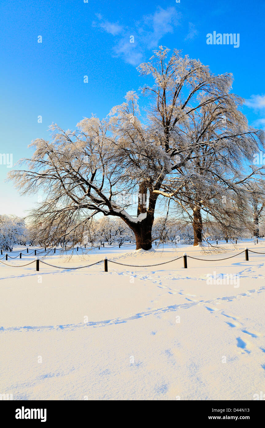 Frosted tree hi-res stock photography and images - Alamy