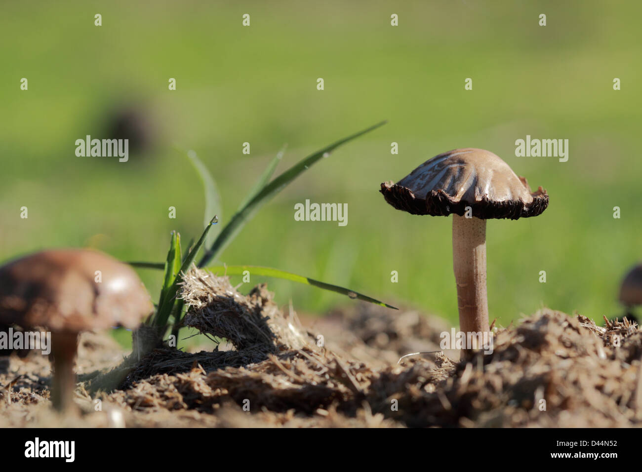 picture of a fungus non comestible Stock Photo - Alamy