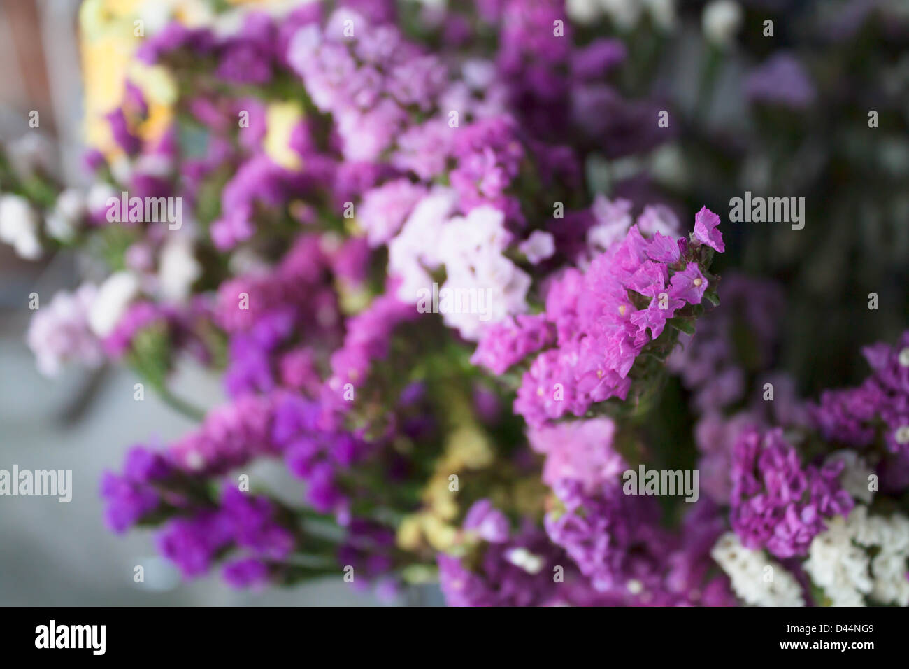 Focus fresh purple statice flowers Stock Photo - Alamy