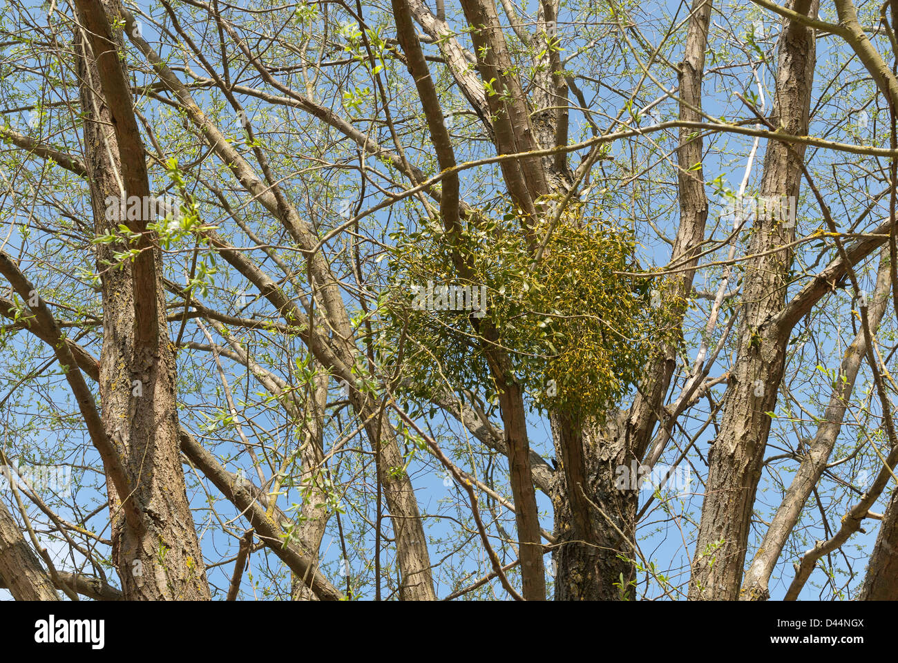 Mistletoe tree skyline hi-res stock photography and images - Alamy