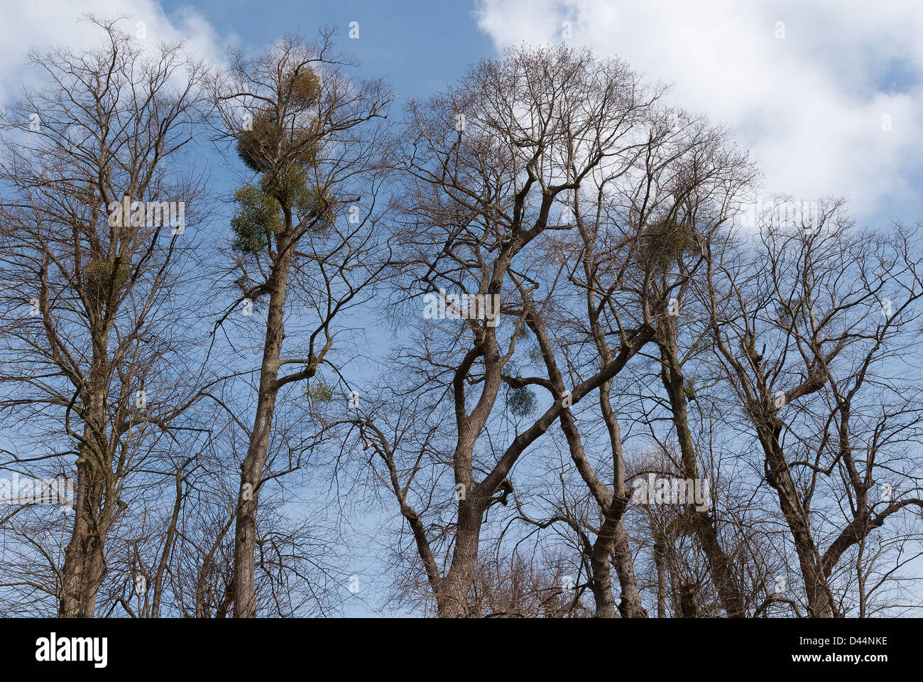 Common Mistletoe Viscum album high in mature deciduous ash tree against ...