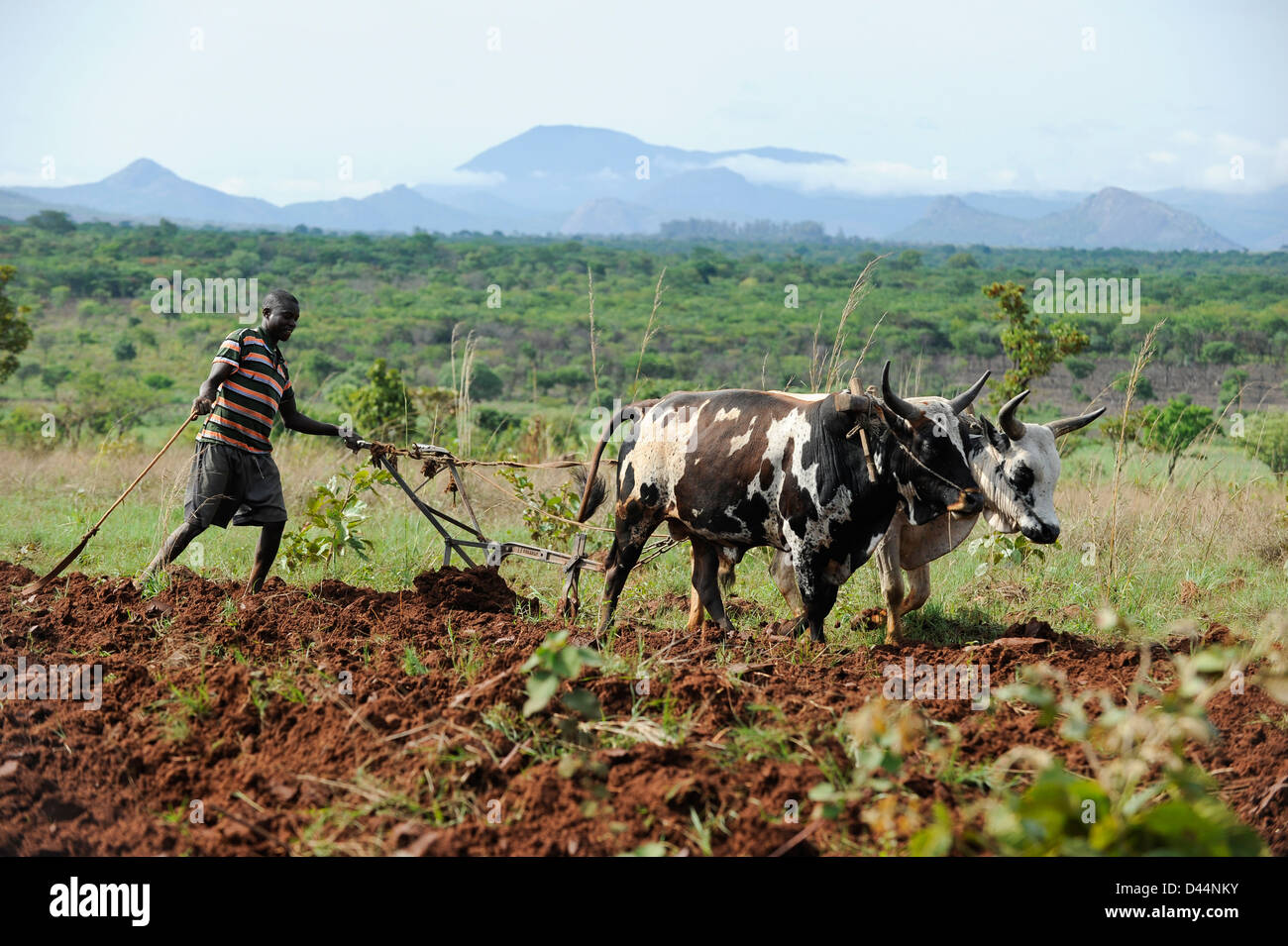 ANGOLA Kwanza Sul, food crops like maize corn or cassava, farming in ...