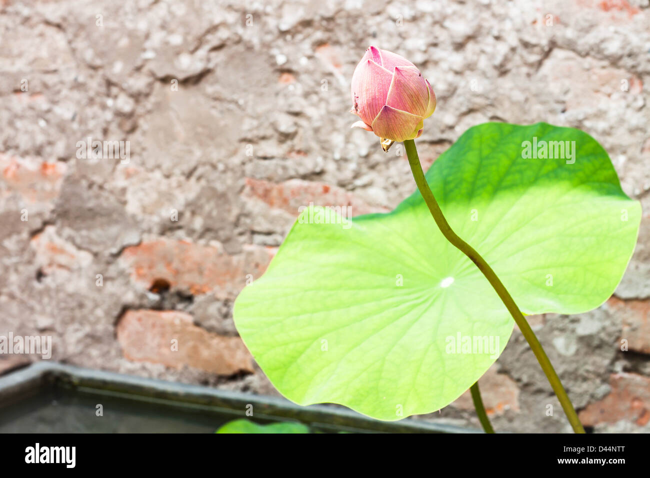 Single fresh lotus bud Stock Photo - Alamy