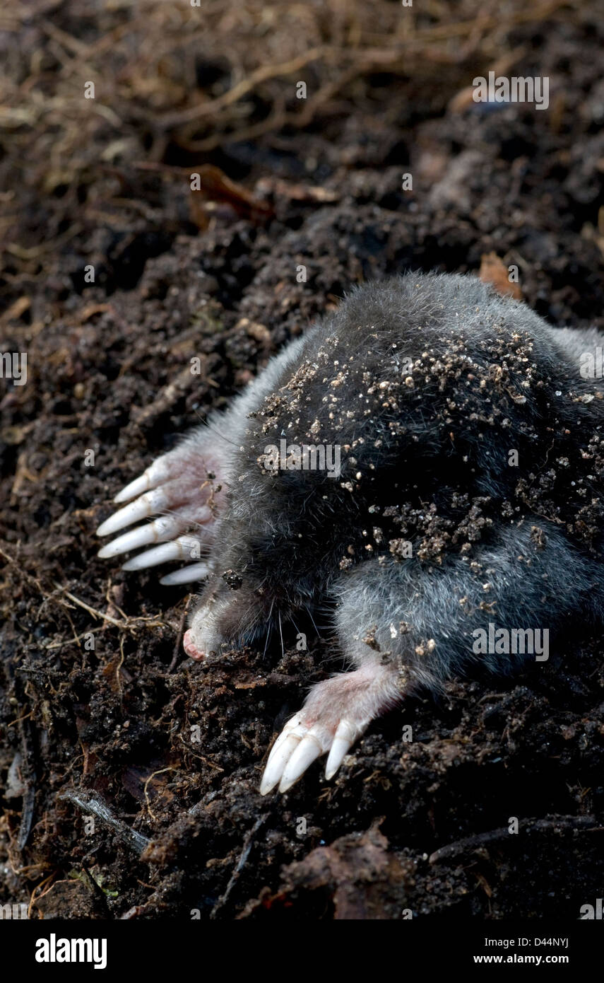 mole,talpa europaea,cairngorms national park,highlands, scotland Stock ...