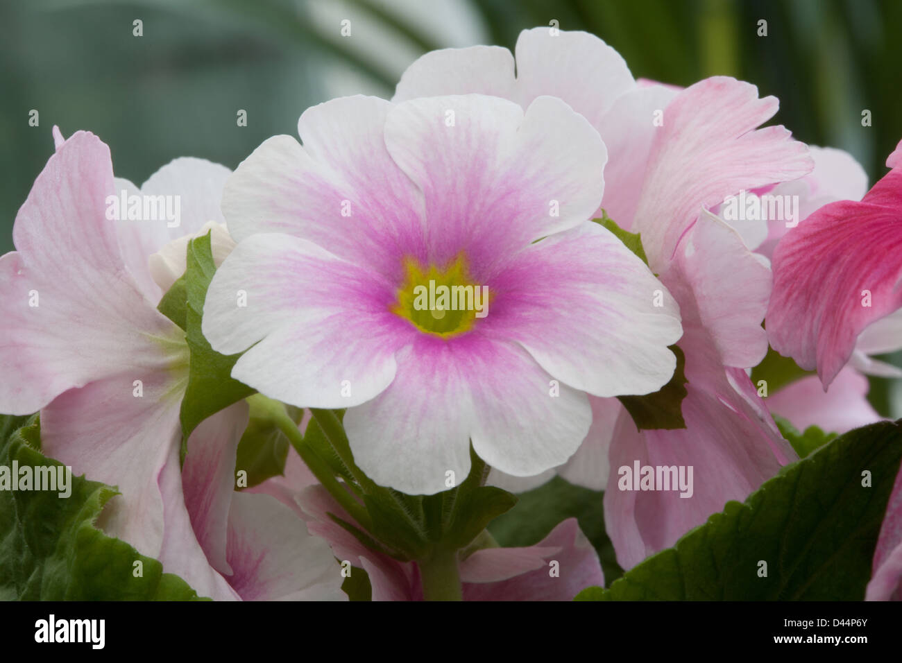 Primula – Primula obconica white and pink primrose Stock Photo - Alamy