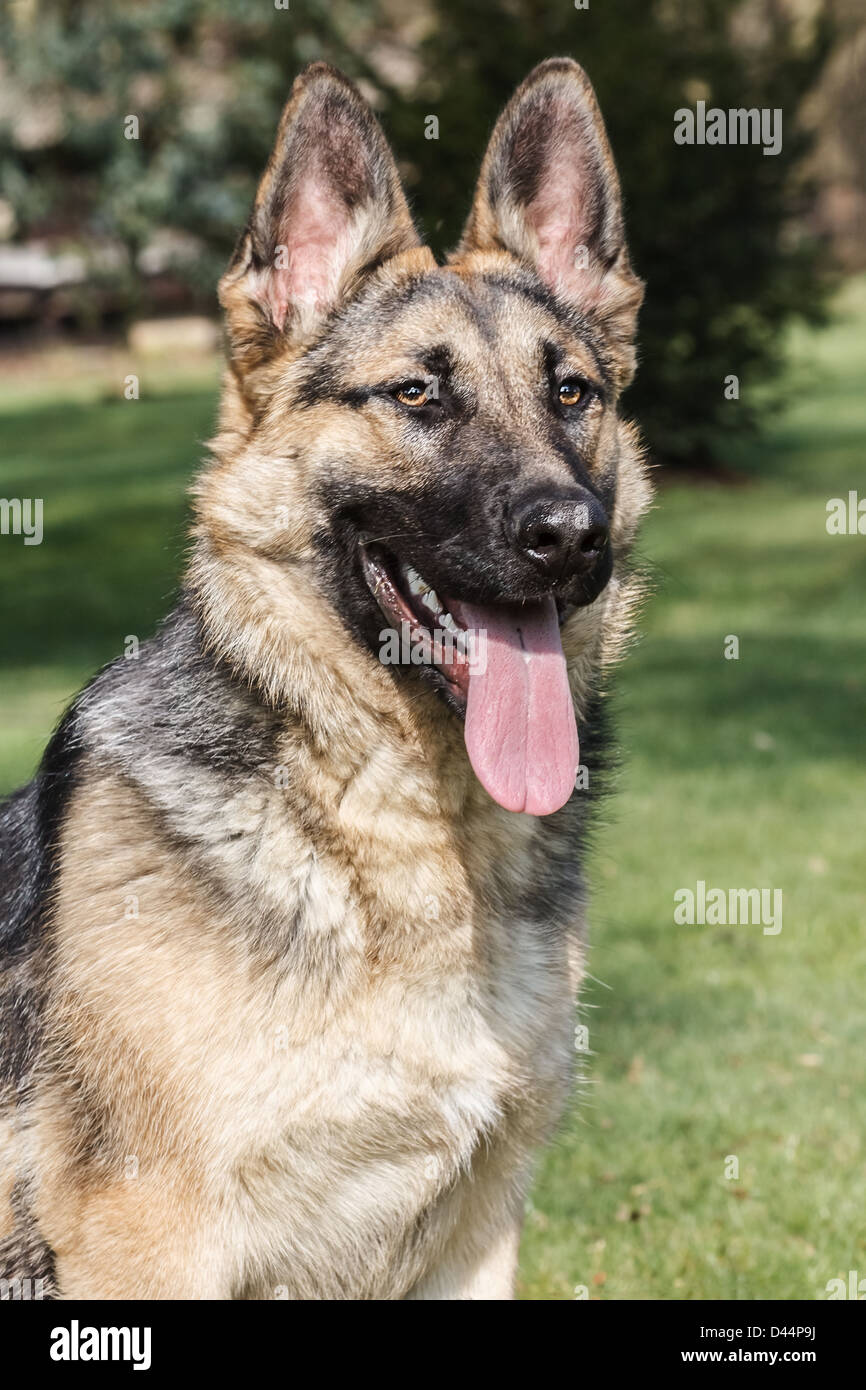 Pedigree gsd hi-res stock photography and images - Alamy