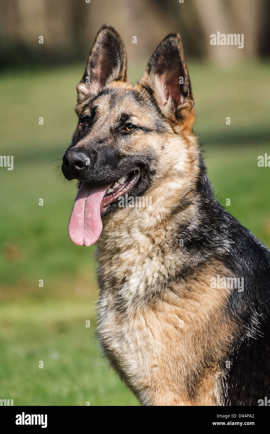 German shepherd face hi-res stock photography and images - Alamy