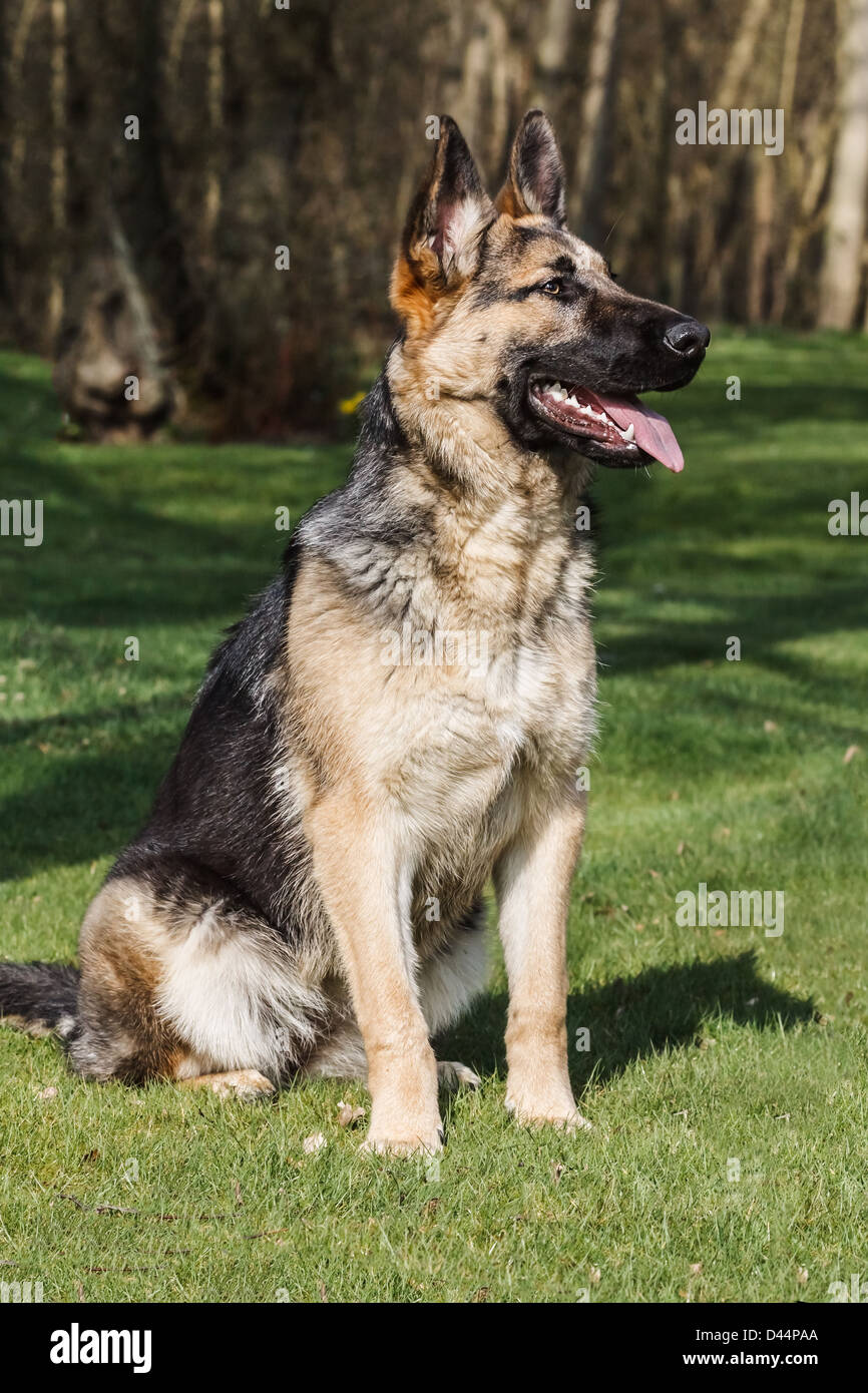 Pure bread puppy hi-res stock photography and images - Alamy
