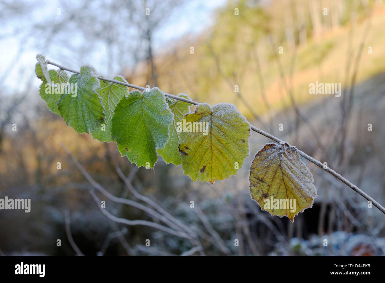 Coryllus avellana, Hazel leaves with Autumn colour in frost,Wales, UK ...