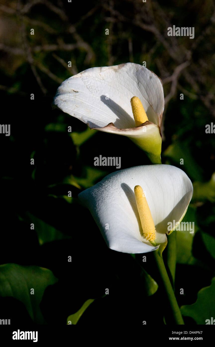 Arum lily zantedeschia aethiopica hi-res stock photography and images ...
