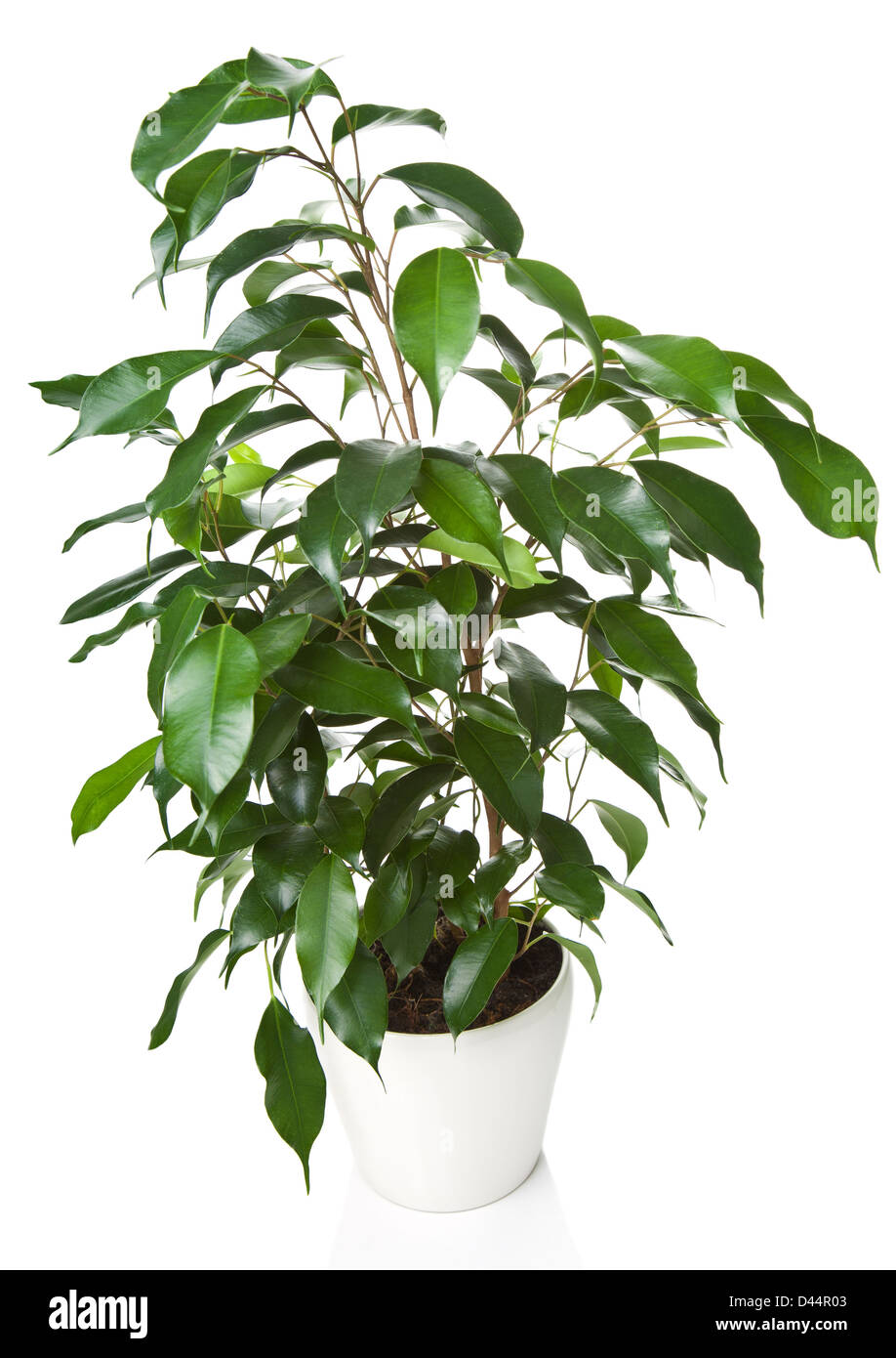 Ficus benjamina hi-res stock photography and images - Alamy