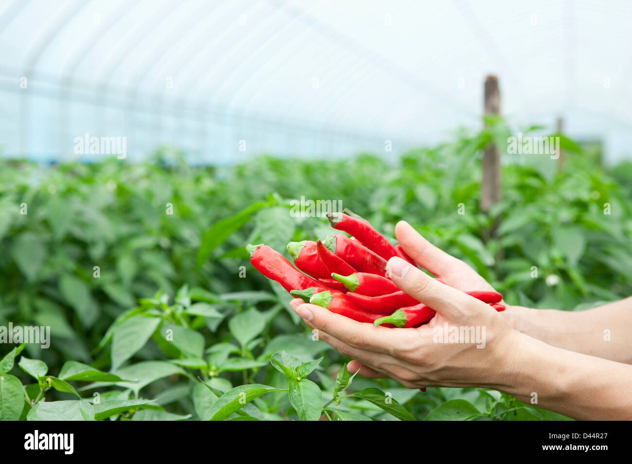 a hand with red peppers Stock Photo - Alamy