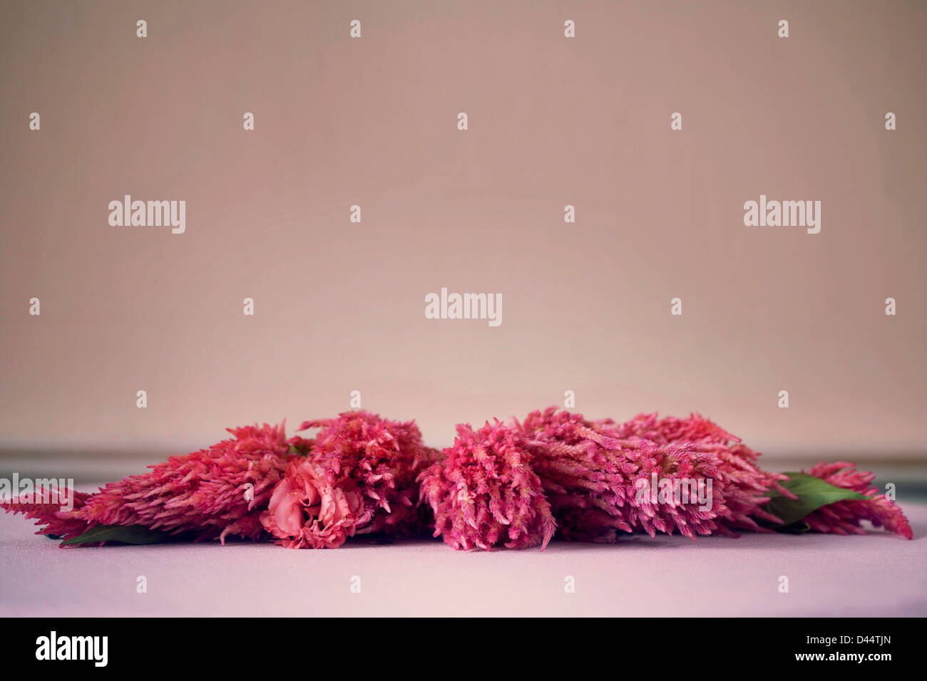 pink flowers lying on a table Stock Photo - Alamy