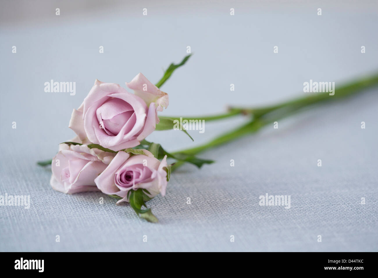 pink roses on a table Stock Photo - Alamy
