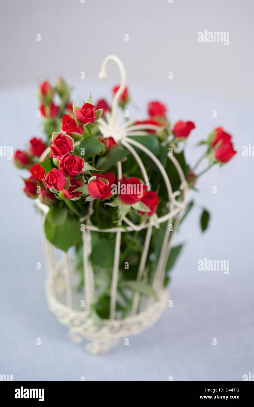 red roses in a cage Stock Photo - Alamy