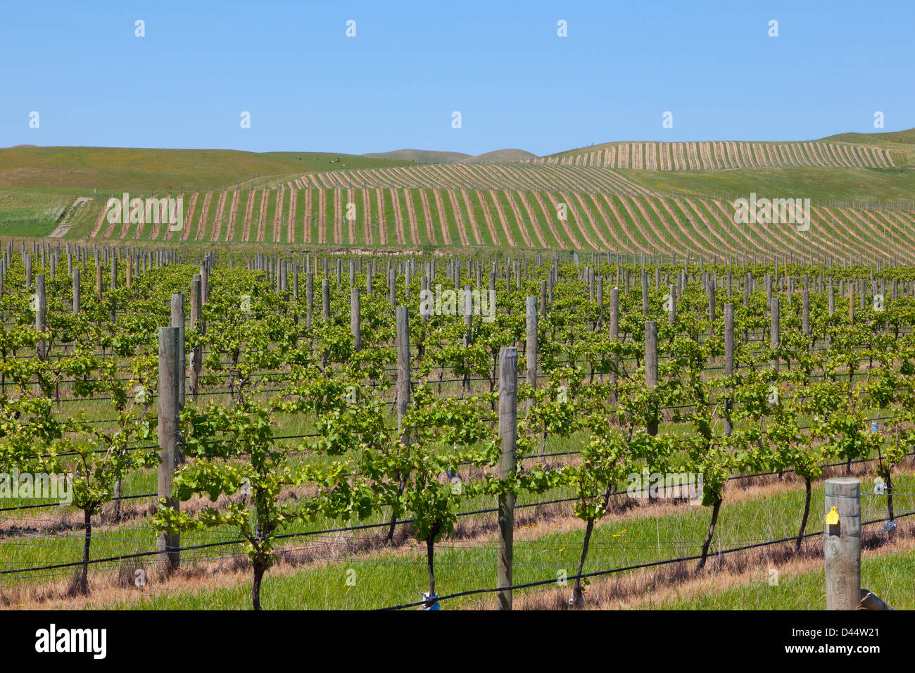 Wairau valley new zealand hi-res stock photography and images - Alamy