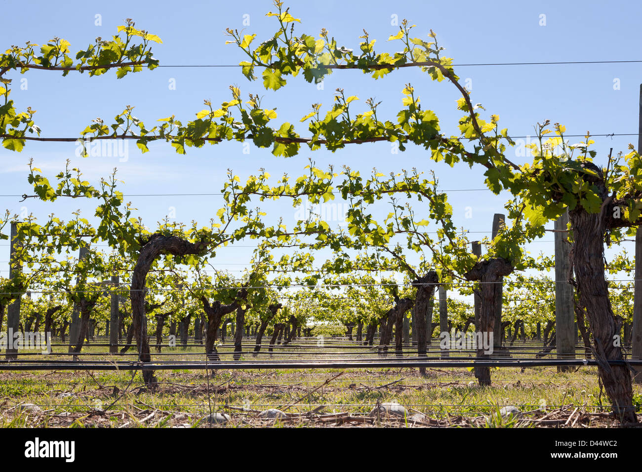 Winefields in Wairau Valley near Blenheim Stock Photo - Alamy