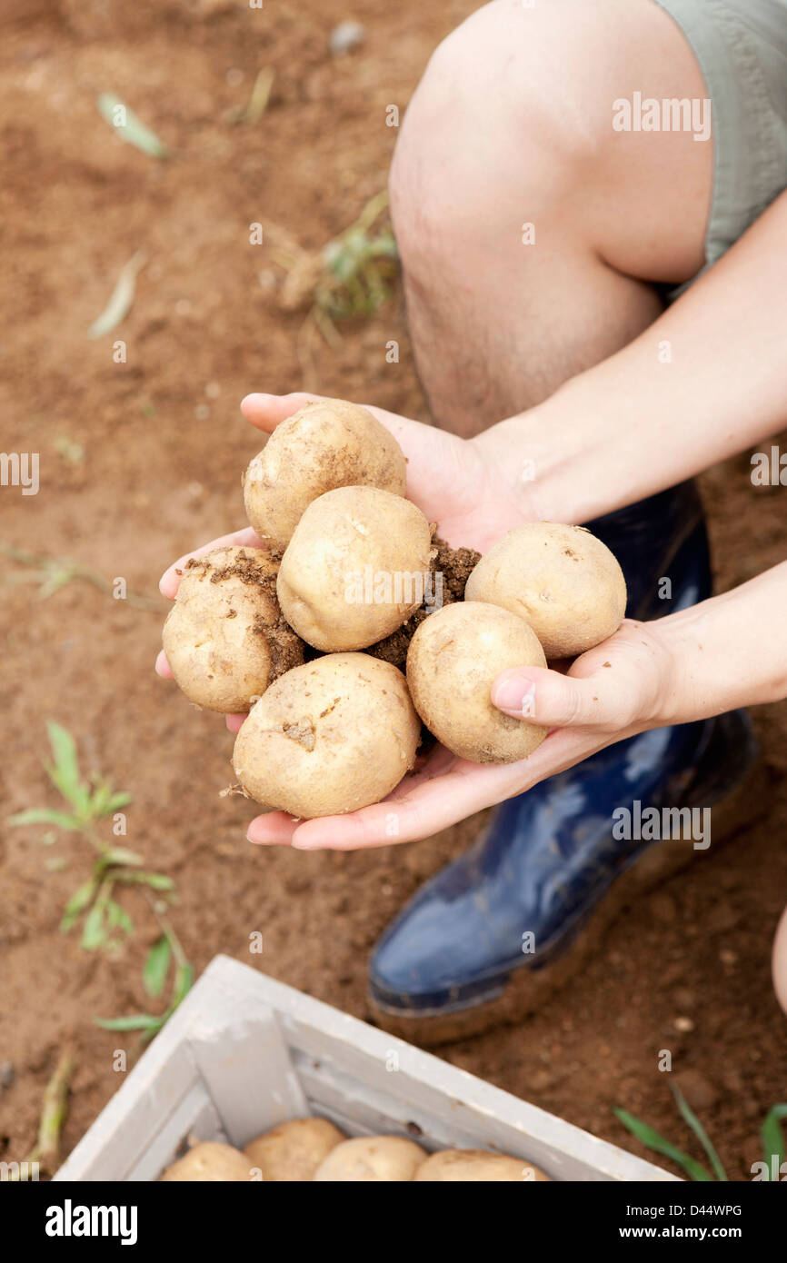 a hand holding full of potatoes Stock Photo - Alamy