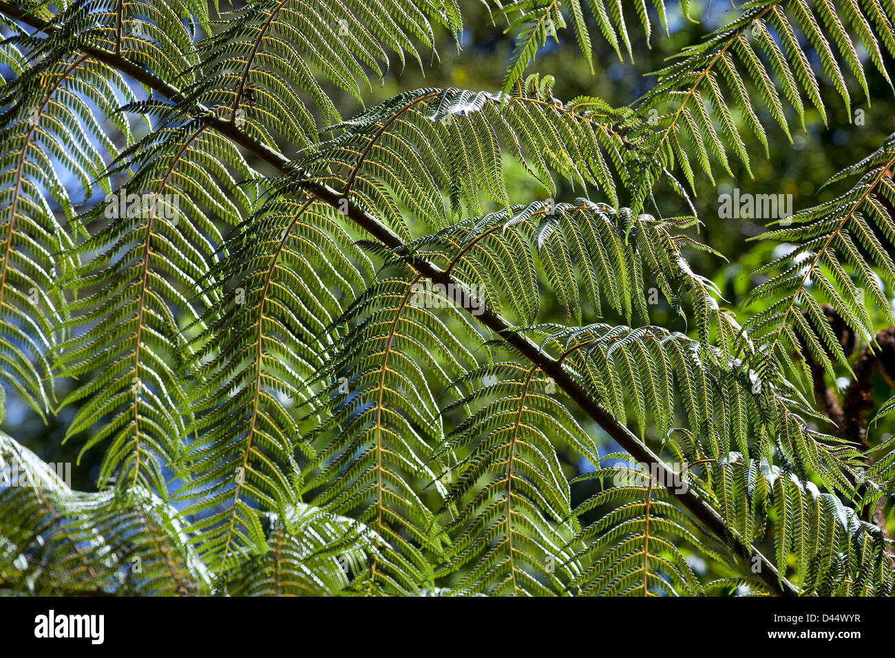 Spring fern hi-res stock photography and images - Alamy