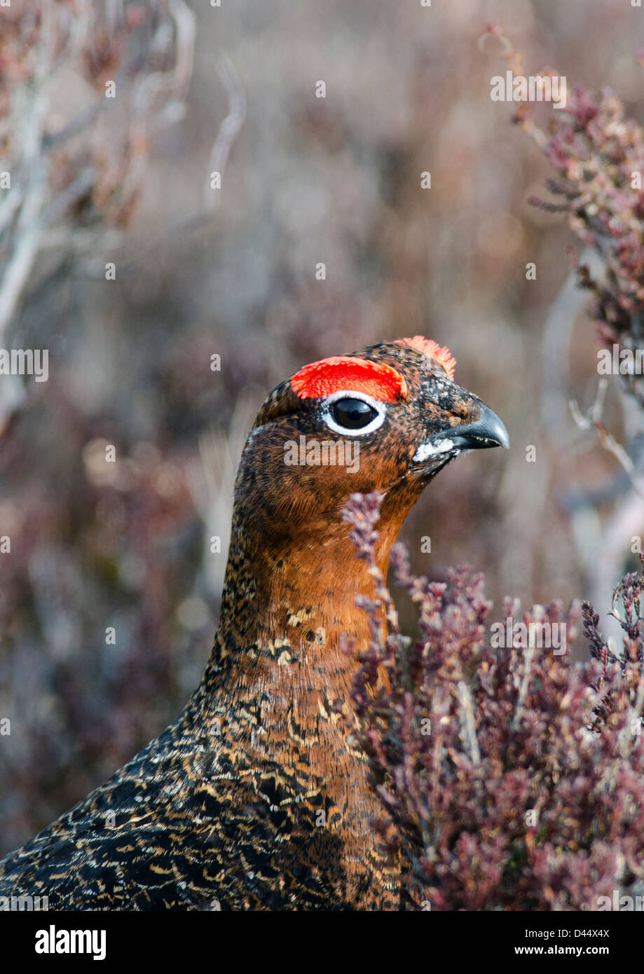 red grouse;lagopus lagopus scoticus;male;spring;heather moorland ...