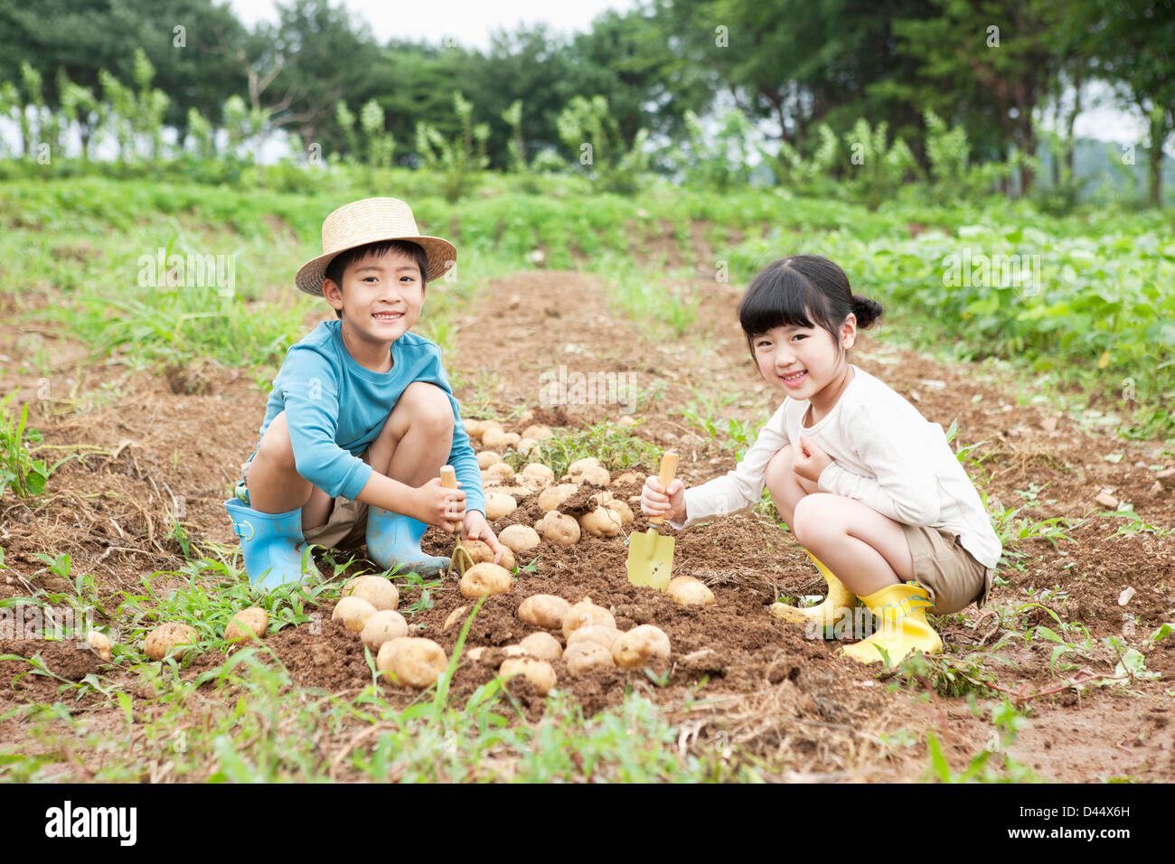 Picking potatoes and child hi-res stock photography and images - Alamy