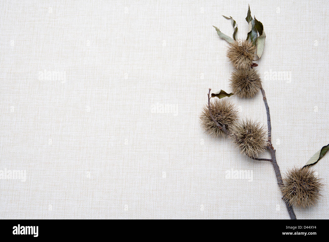 chestnut bur in white background Stock Photo - Alamy
