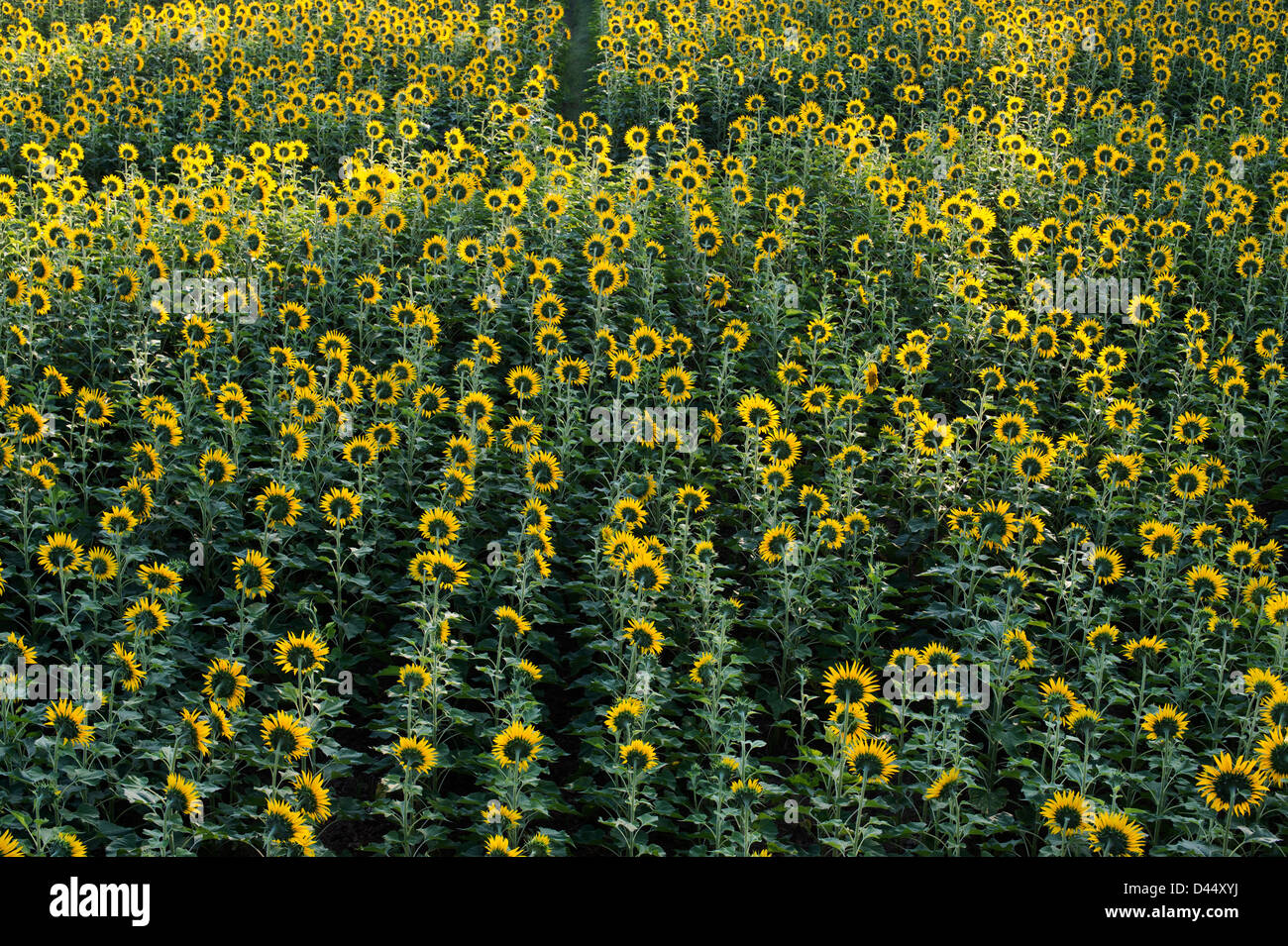 Cultivation of sunflowers in the Indian countryside. Andhra Pradesh ...