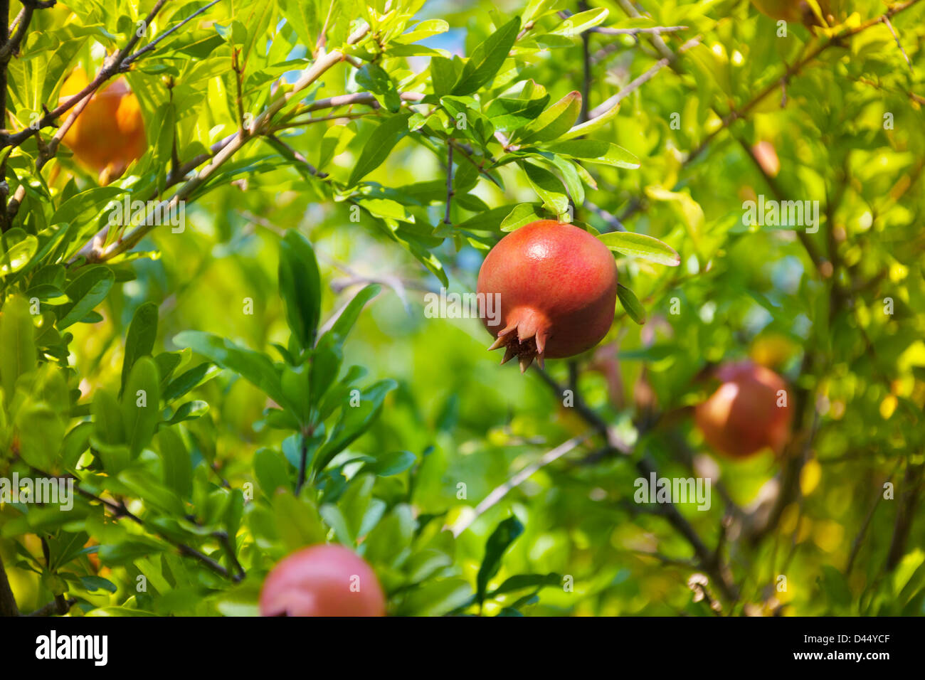 Grenade fruit hi-res stock photography and images - Alamy