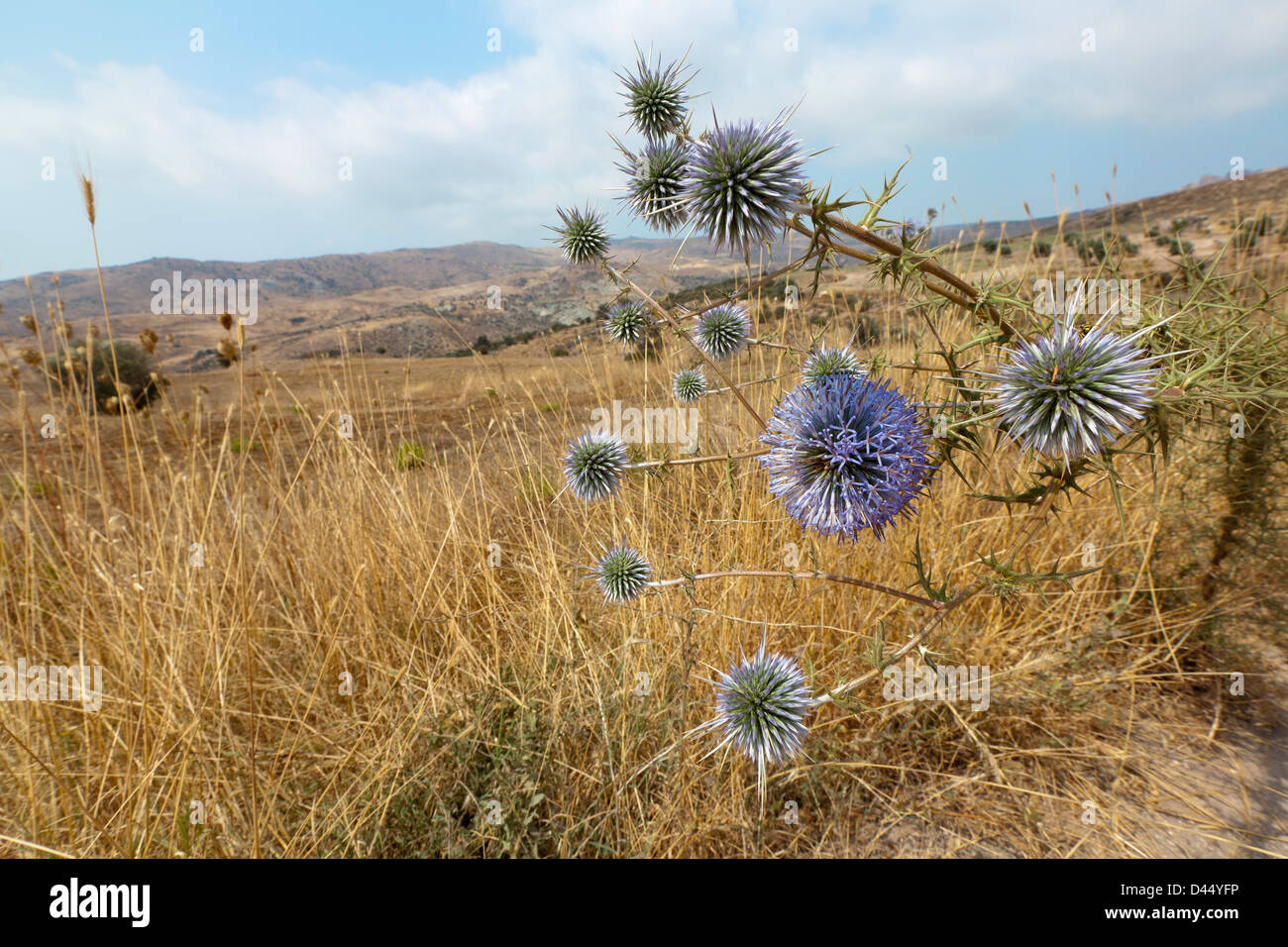 Greek thistle hi-res stock photography and images - Alamy
