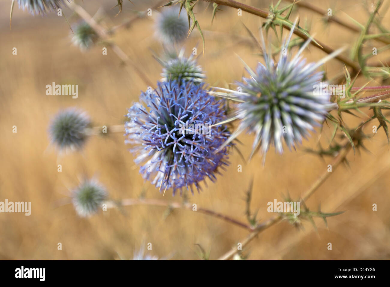 Greek thistle hi-res stock photography and images - Alamy