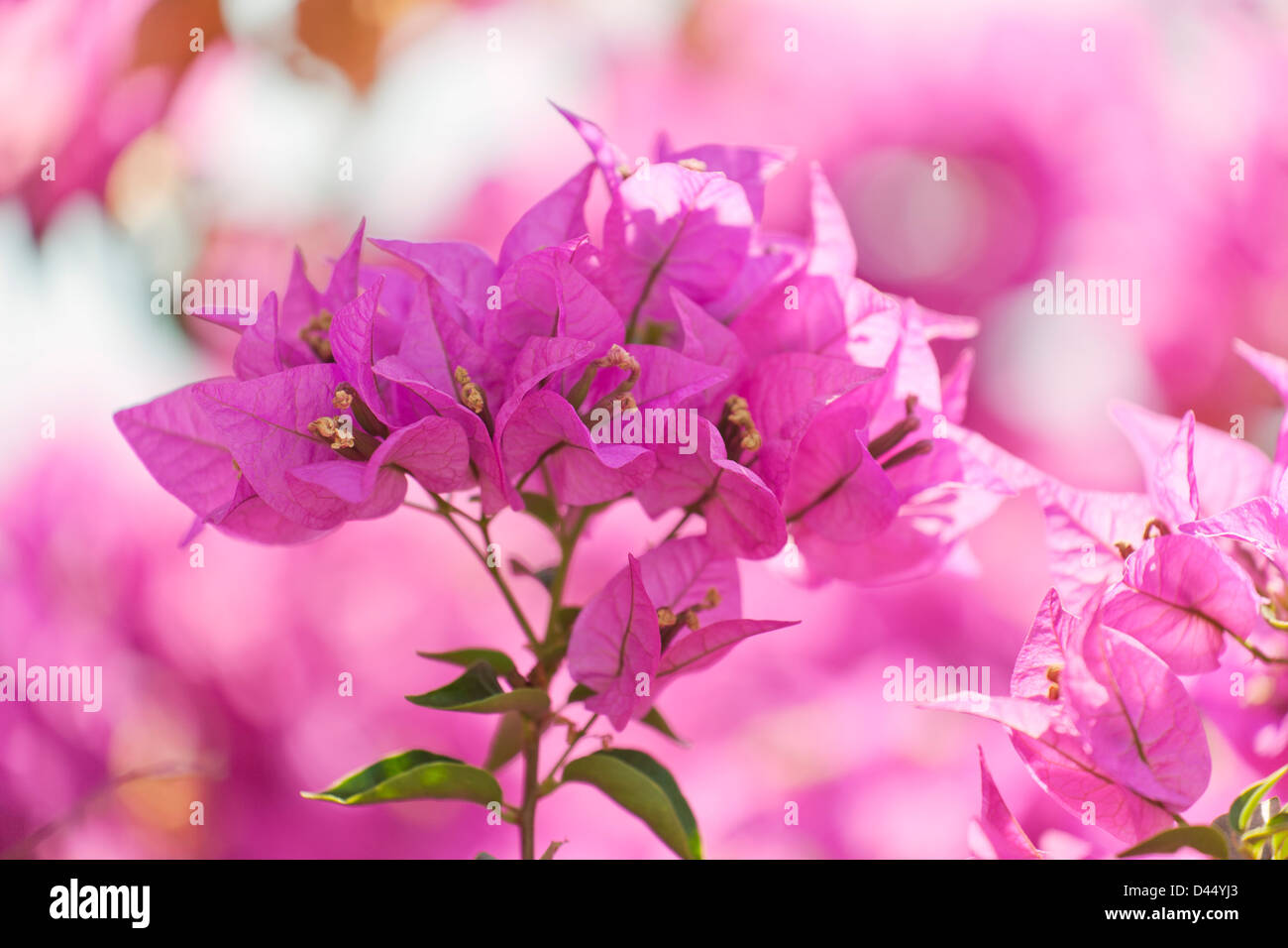 Cyprus pink flowers hi-res stock photography and images - Alamy