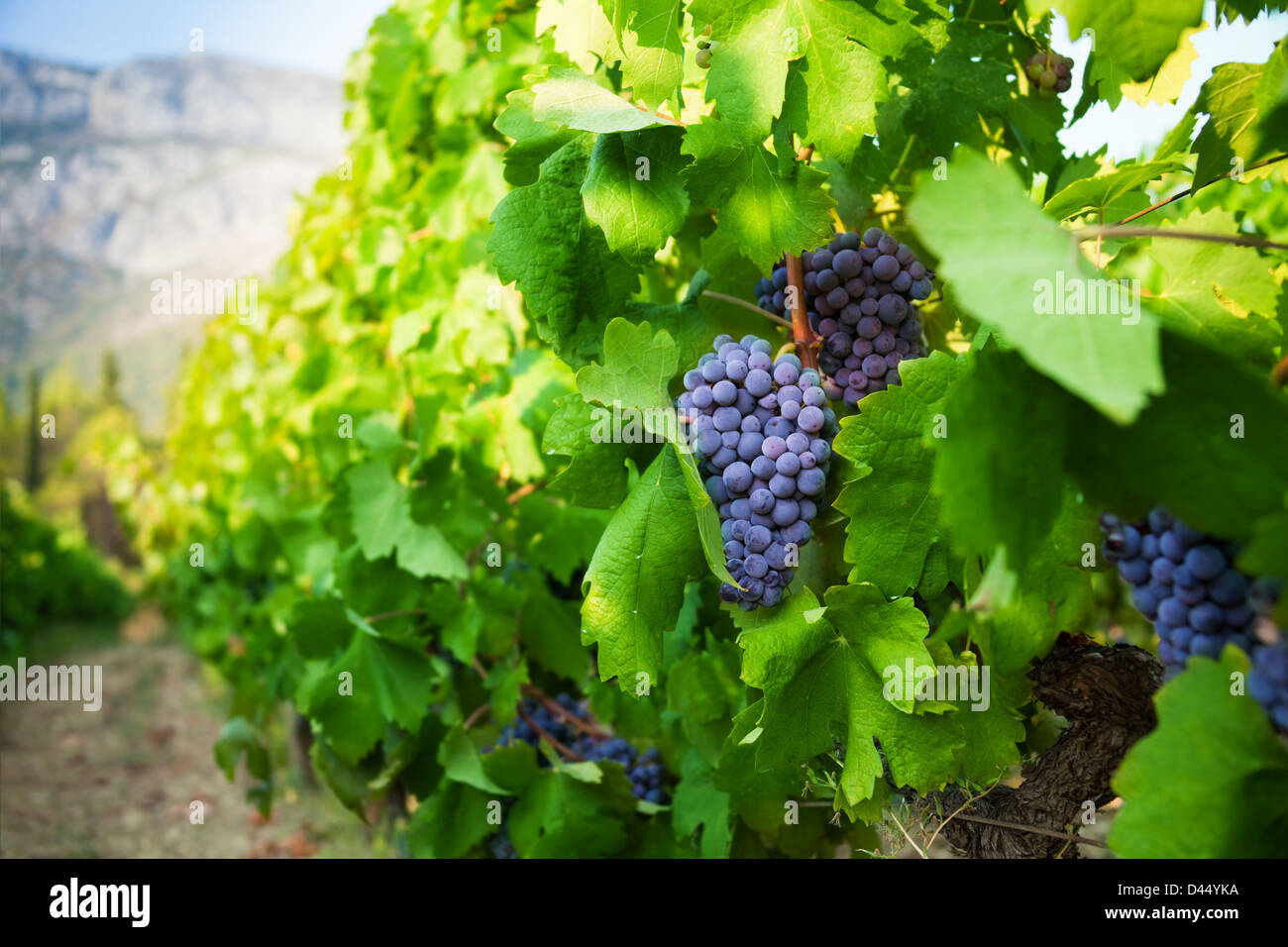 Wine yard in mountains hi-res stock photography and images - Alamy