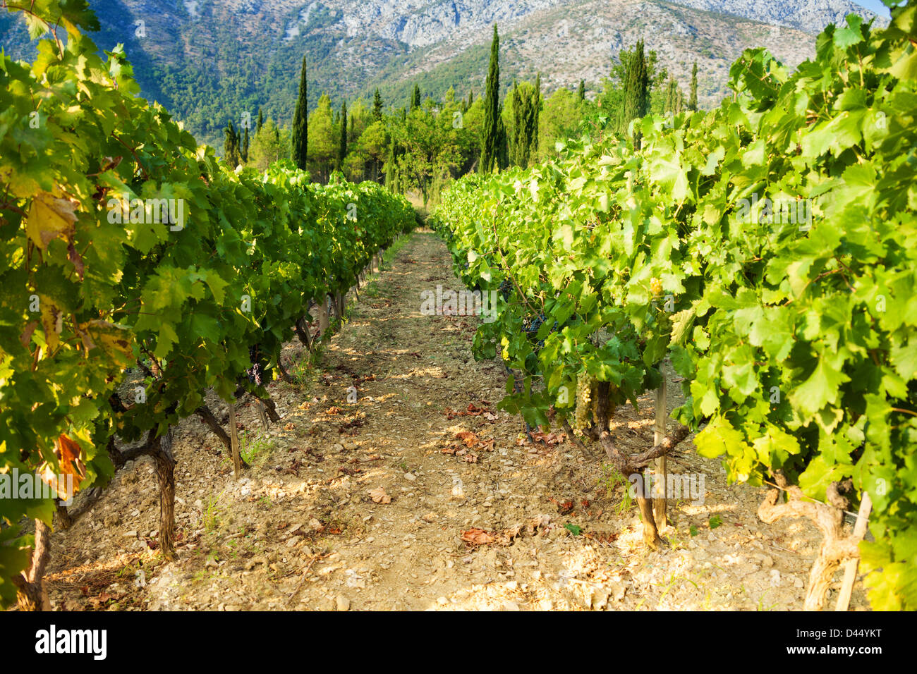 Grapes mountains hi-res stock photography and images - Alamy