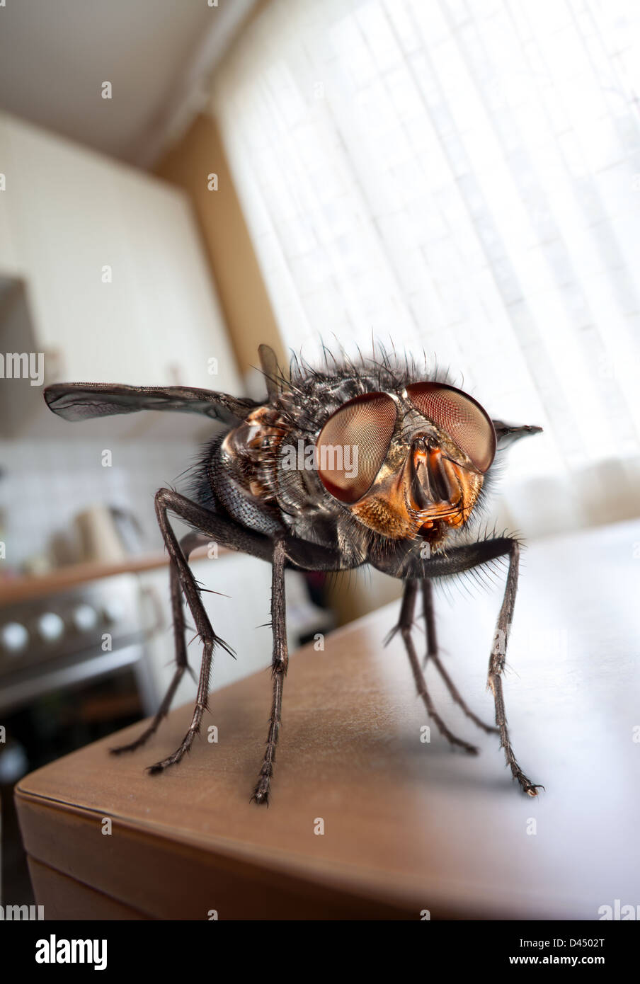 Housefly Stock Photos & Housefly Stock Images - Alamy
