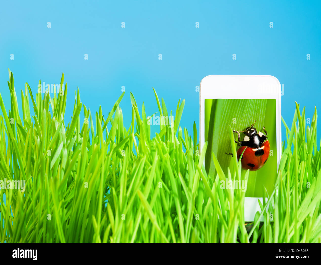 3d display on cell phone with ladybug on the screen Stock Photo - Alamy