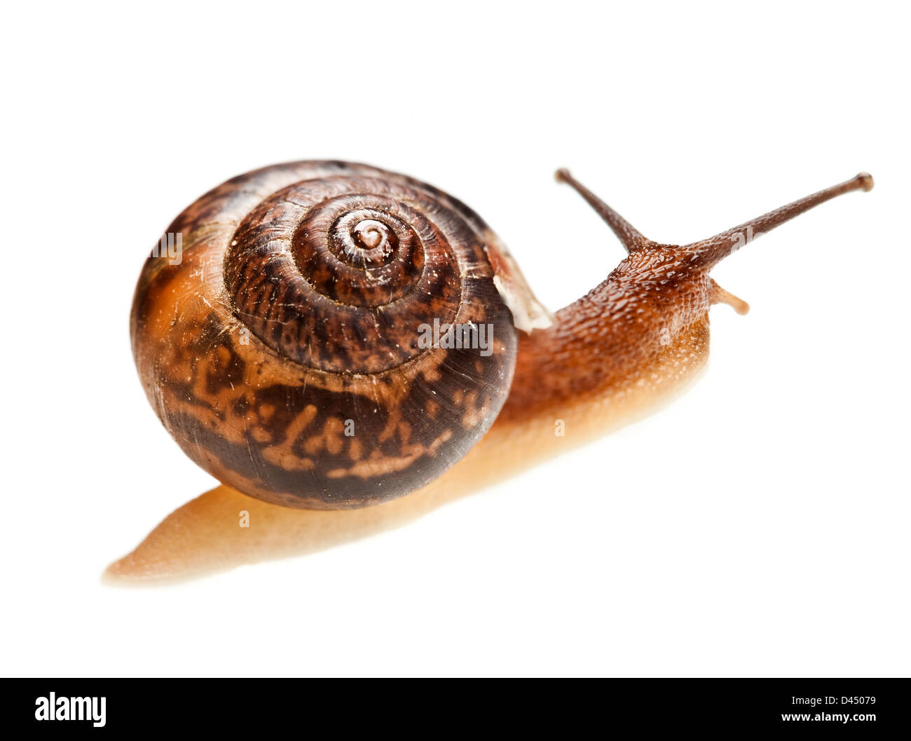 Small snail spiral shell Cut Out Stock Images & Pictures - Alamy