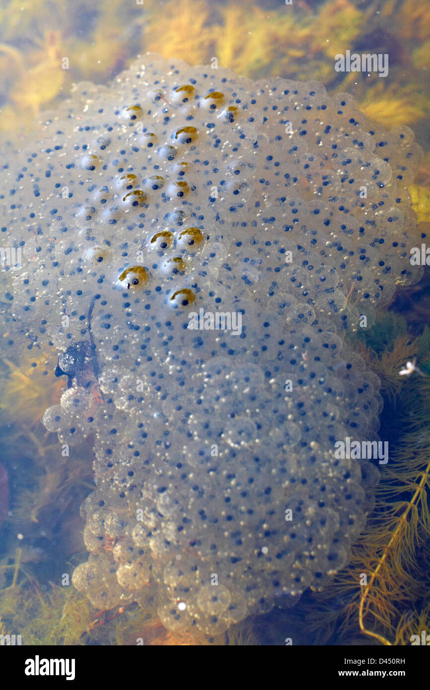 Bournemouth, UK. 5th March 2013. Spring - frog spawn frogspawn Rana ...