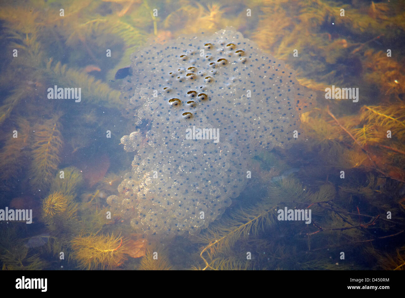 Frogspawn closeup hi-res stock photography and images - Alamy