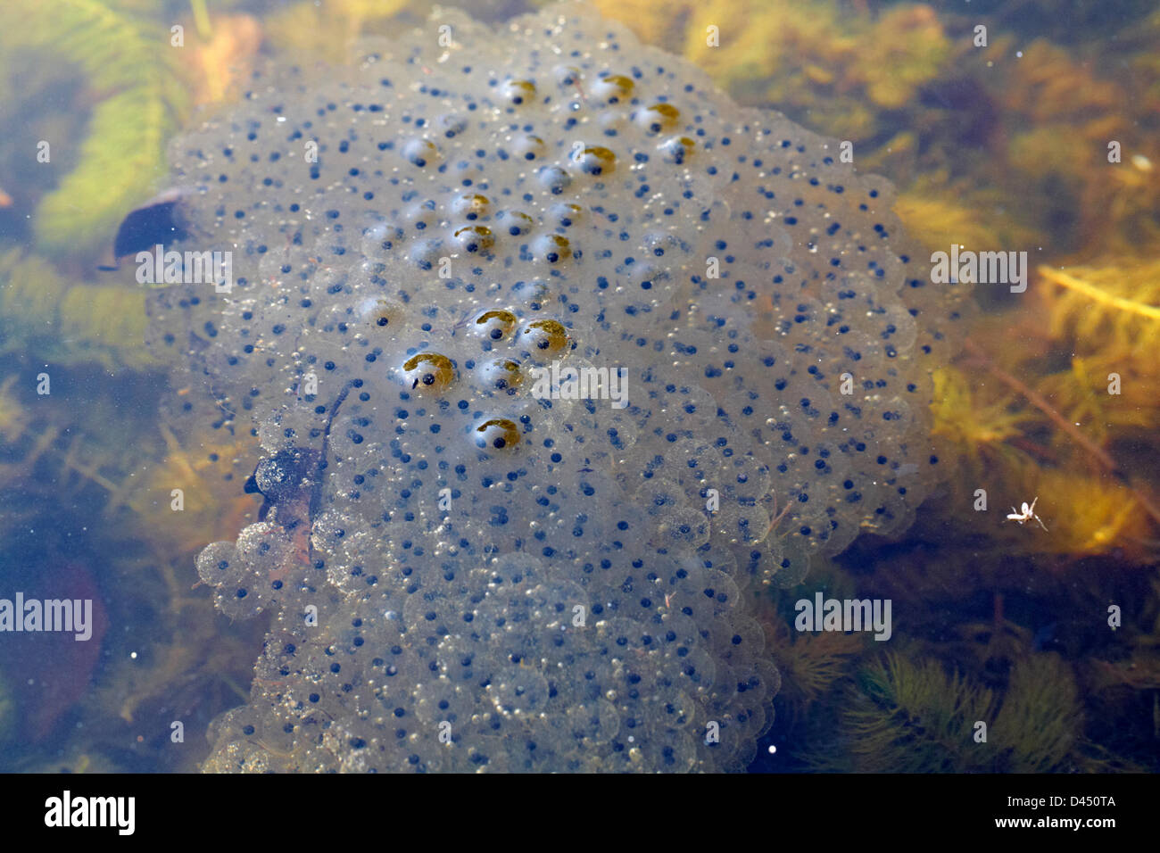 Bournemouth, UK. 5th March 2013. Spring - frog spawn frogspawn Rana ...